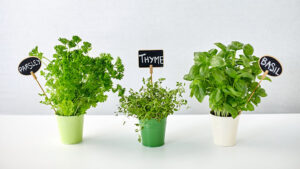 DeeLab.ai | Data Annotation & Certification Program