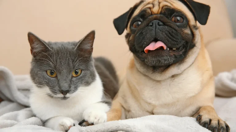 Data Annotation Services & Certification Program | DeeLab.ai